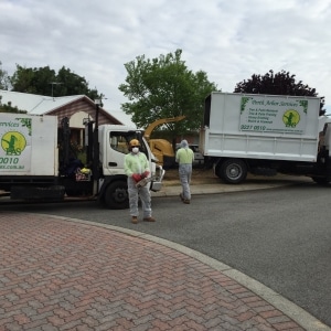 Tree Services Gallery | Perth Arbor Services