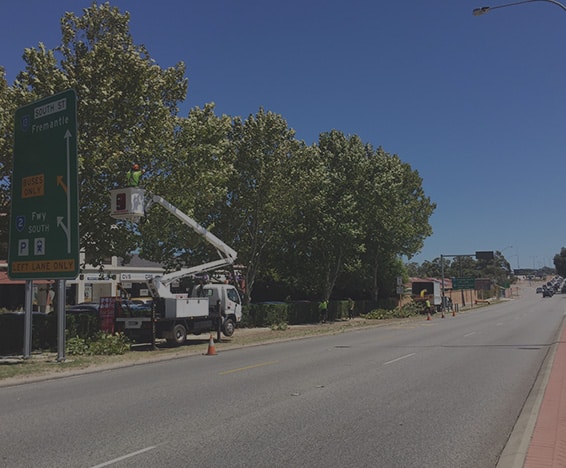 Tree Lopping Perth | Tree Removal | Perth Arbor Services