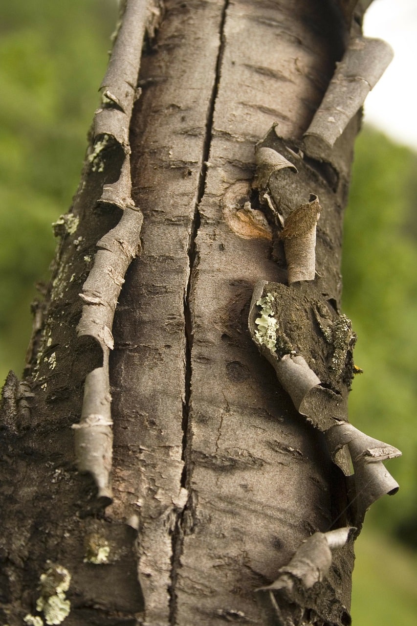 5 Signs To Look Out For When Removing A Tree Perth Arbor Services