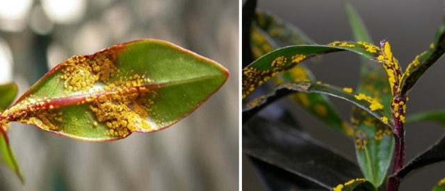 What is Myrtle Rust & is it a threat? | Perth Arbor Services