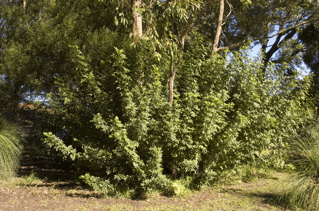 Suckering Trees 101 | Perth Arbor Services