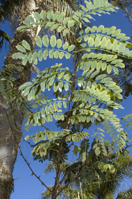 Suckering Trees 101 | Perth Arbor Services
