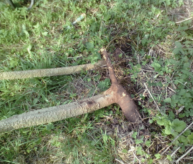 Suckering Trees 101 | Perth Arbor Services